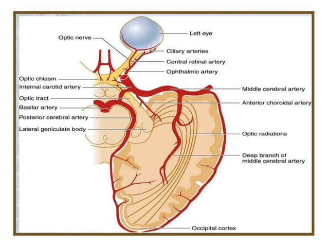 OPTIC NERVE & VISUAL PATHWAY | PPTX | Eye and Vision Conditions | Diseases and Conditions