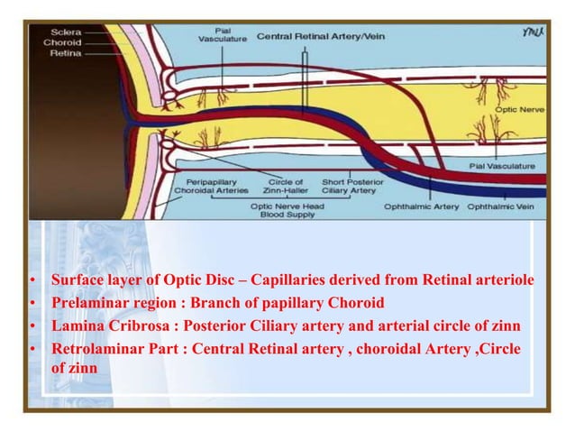 OPTIC NERVE & VISUAL PATHWAY | PPTX | Eye and Vision Conditions ...