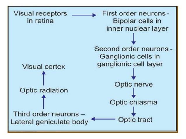 OPTIC NERVE & VISUAL PATHWAY | PPTX | Eye and Vision Conditions ...