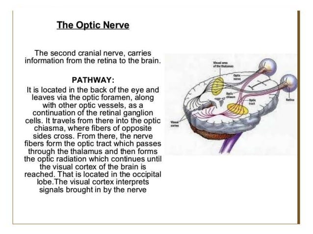 OPTIC NERVE & VISUAL PATHWAY | PPTX | Eye and Vision Conditions ...
