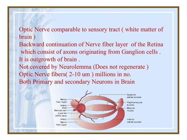 OPTIC NERVE & VISUAL PATHWAY | PPTX | Eye and Vision Conditions ...