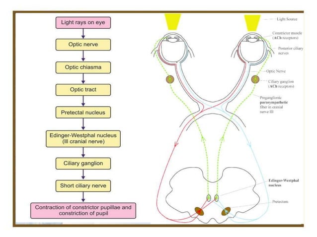 OPTIC NERVE & VISUAL PATHWAY | PPTX | Eye and Vision Conditions ...