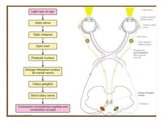 OPTIC NERVE & VISUAL PATHWAY | PPT