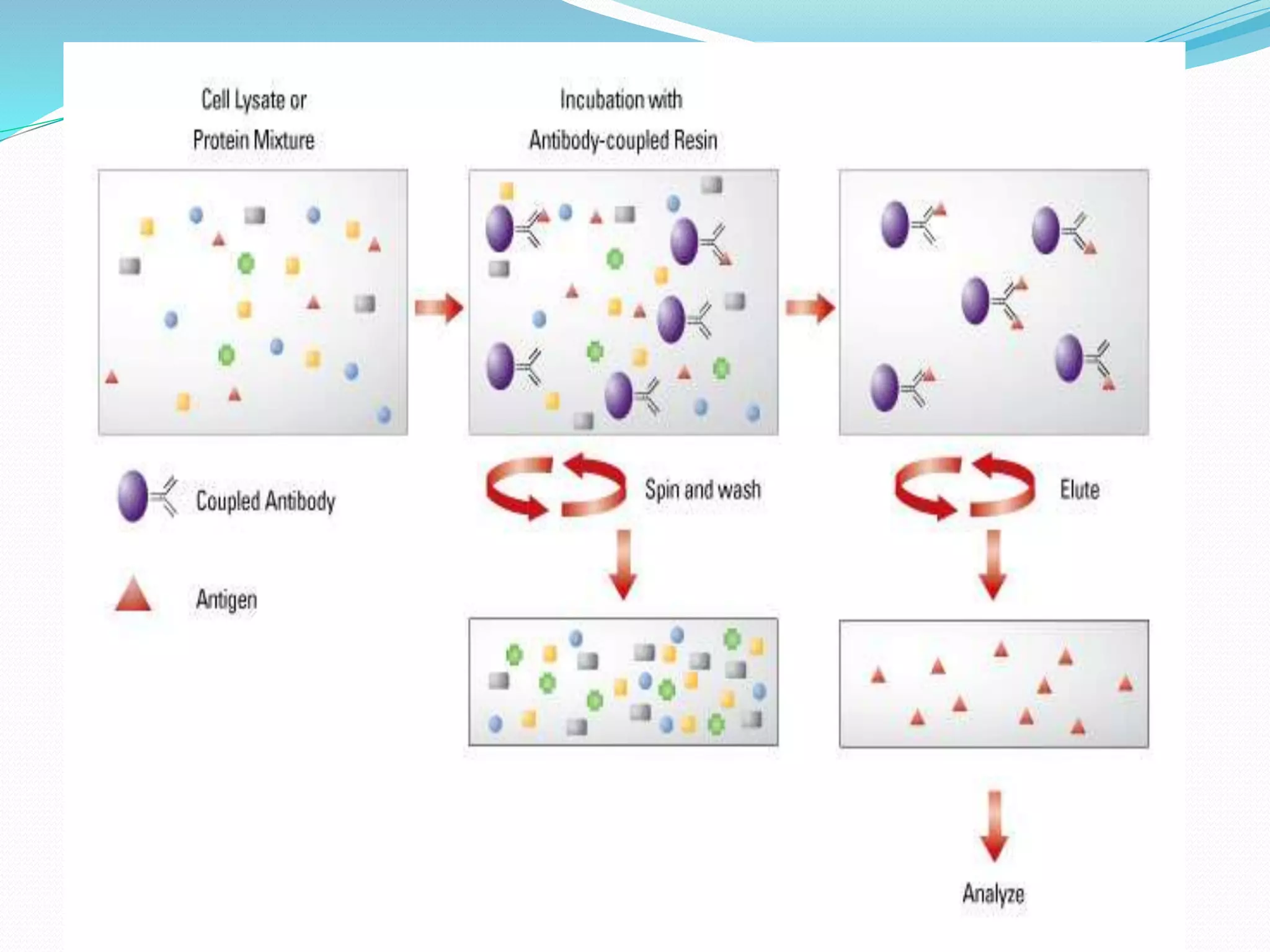 IMMUNOLOGICAL TECHNIQUES | PPTX