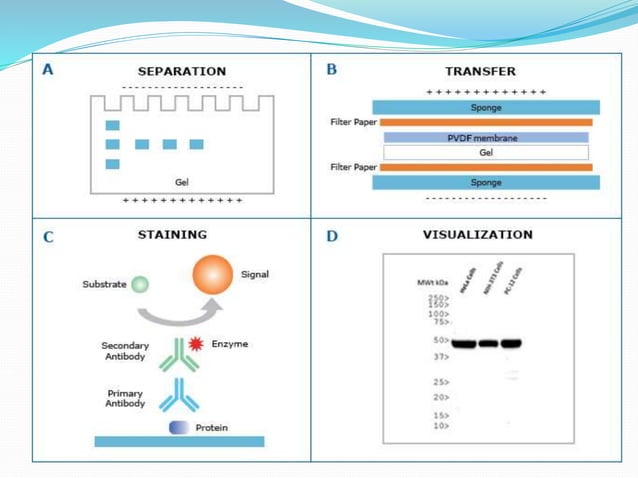 IMMUNOLOGICAL TECHNIQUES | PPTX