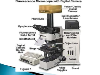 microscopy/type of microscopy | PPT