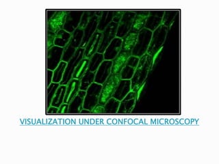 microscopy/type of microscopy | PPT
