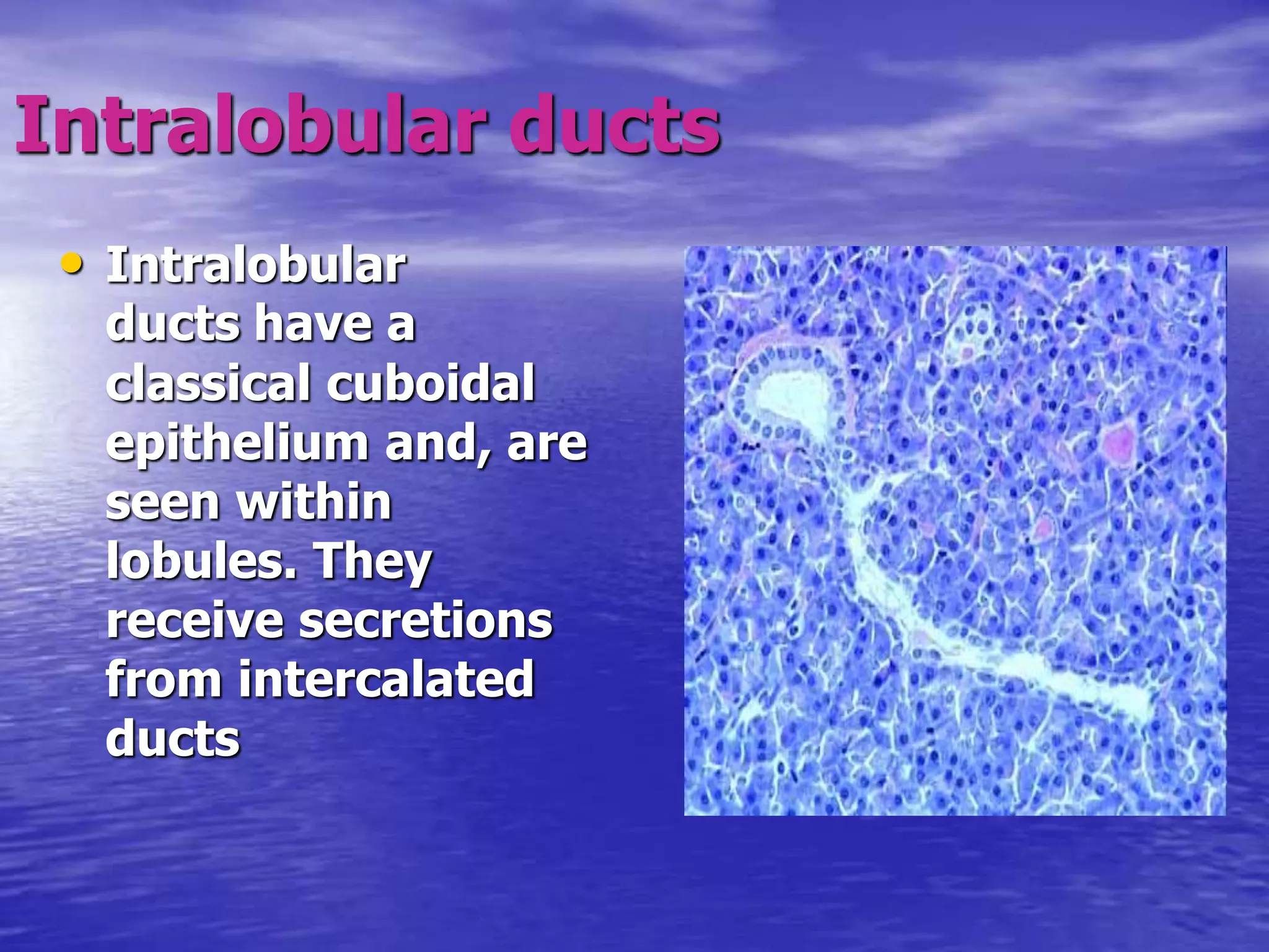 Histology & Function of The Pancreas | PPT