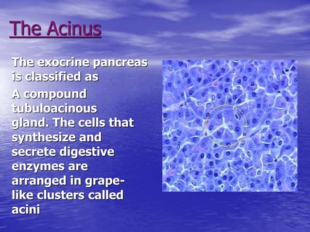 Histology & Function of The Pancreas | PPT