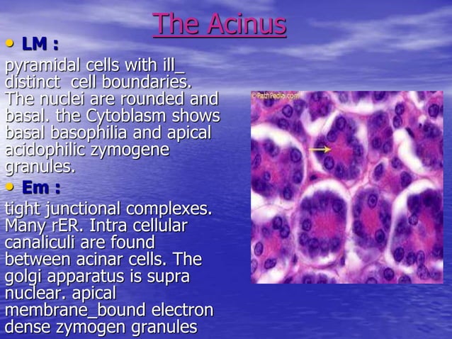 Histology & Function of The Pancreas | PPT