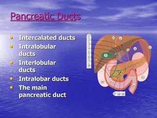 Histology & Function of The Pancreas | PPT
