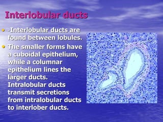 Histology & Function of The Pancreas | PPT