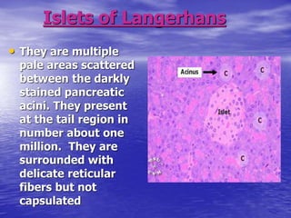 Acinar Cells Histology