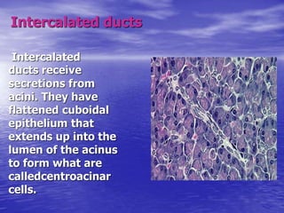 Pancreas Slide Acinar Cells