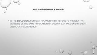 polymorphism | PPT