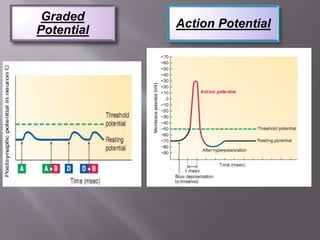 Difference b/w Action and Gradient potential | PPTX