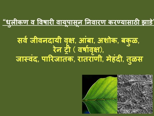 Essential Trees (Marathi) | PPTX