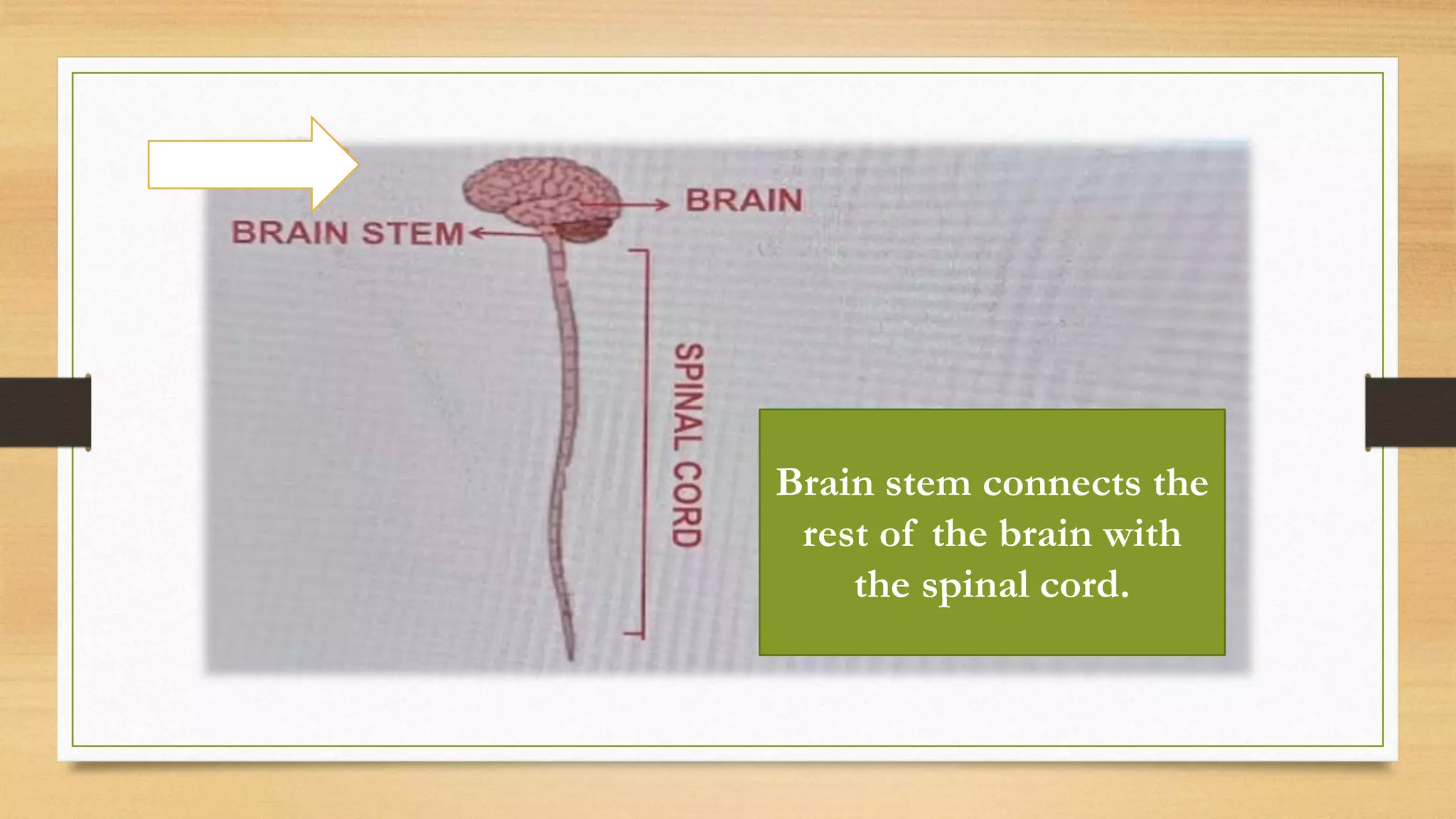 Nervous system - Class V | PPTX