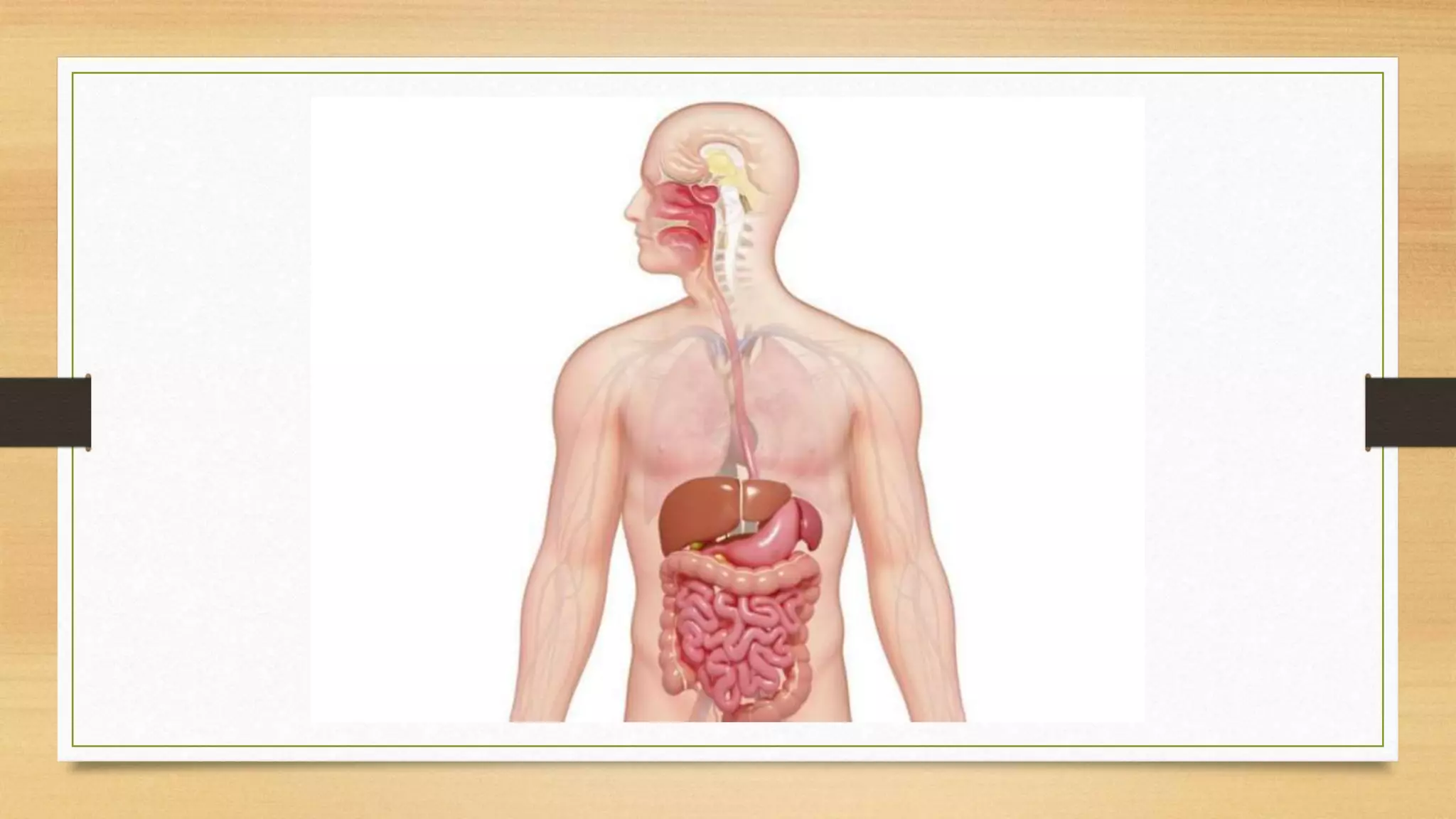 Nervous system - Class V | PPTX