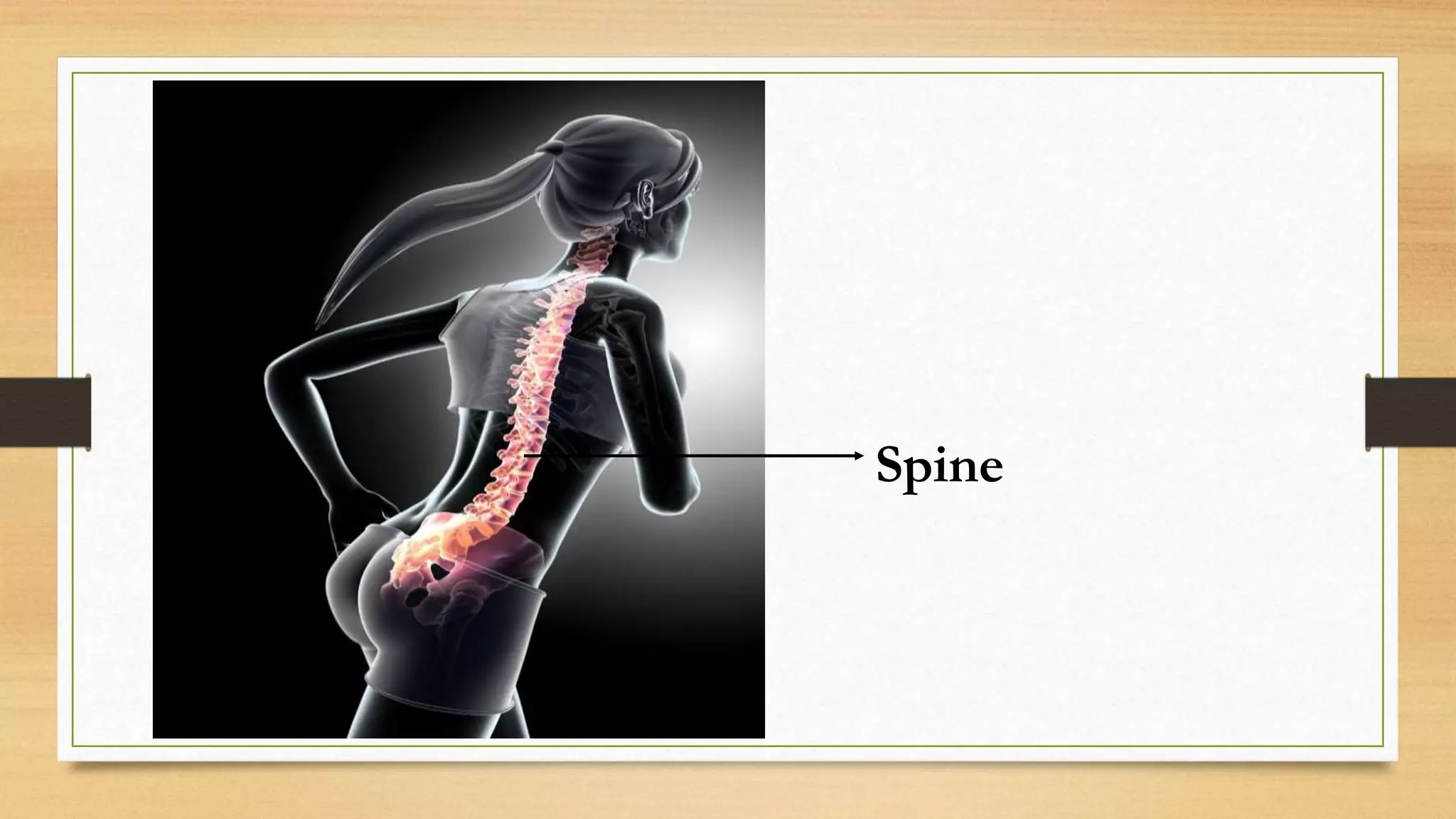 Nervous system - Class V | PPTX