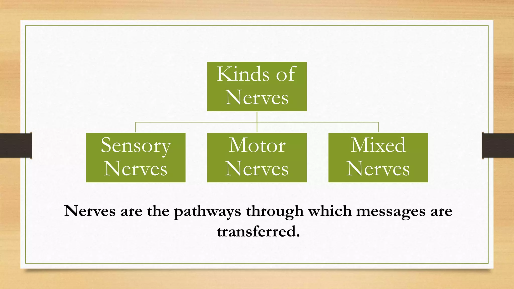 Nervous system - Class V | PPTX