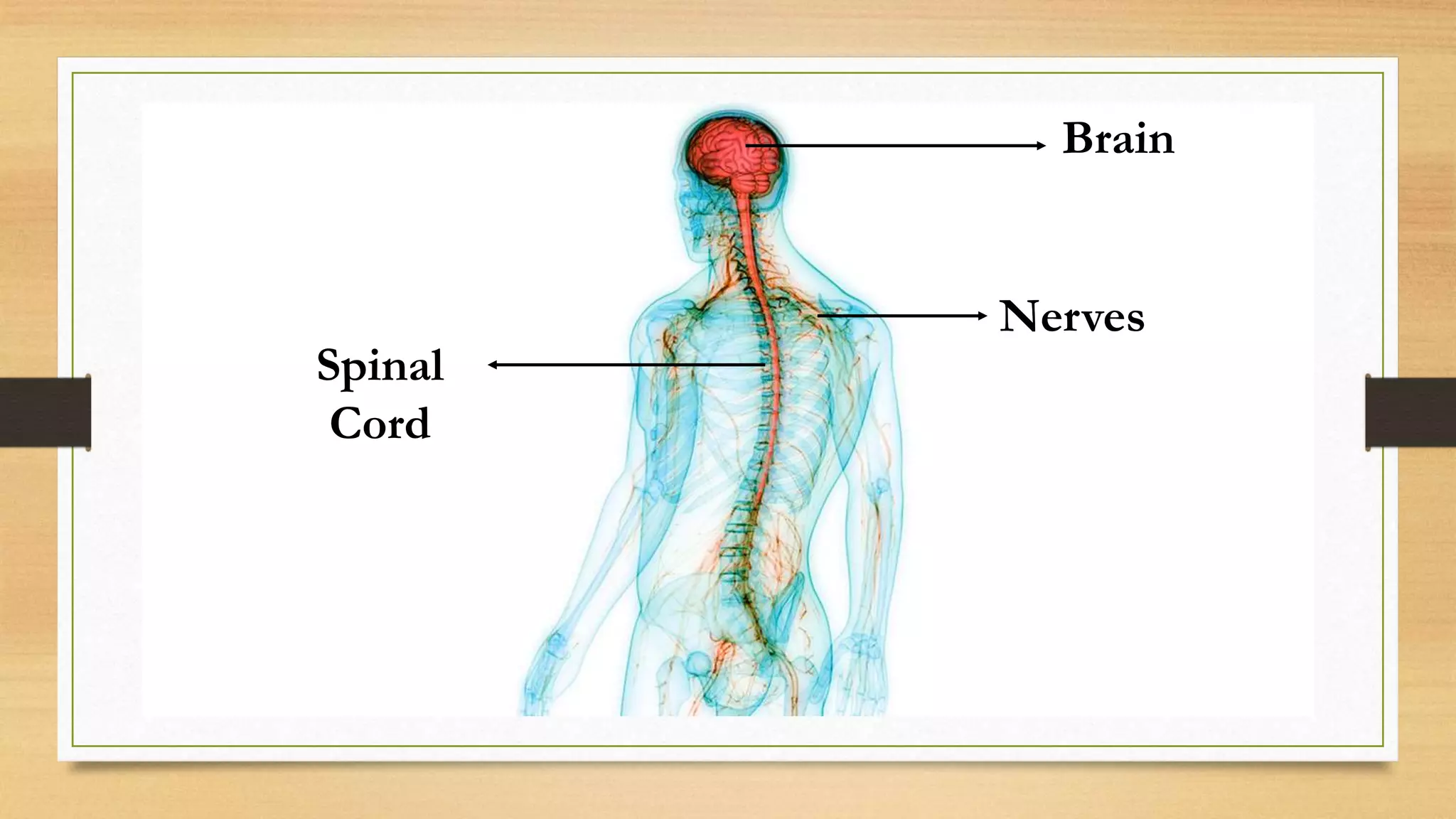 Nervous system - Class V | PPTX