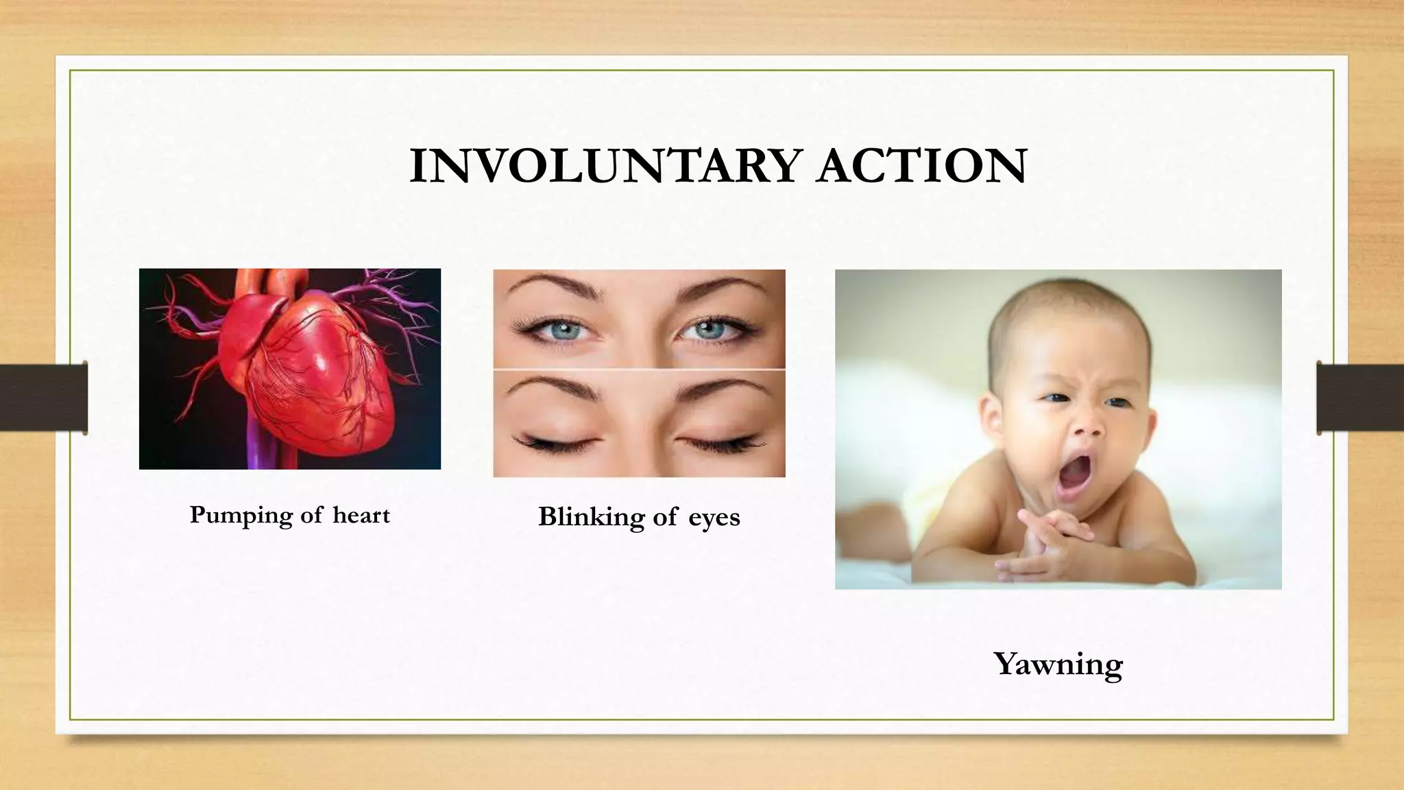 Nervous system - Class V | PPTX