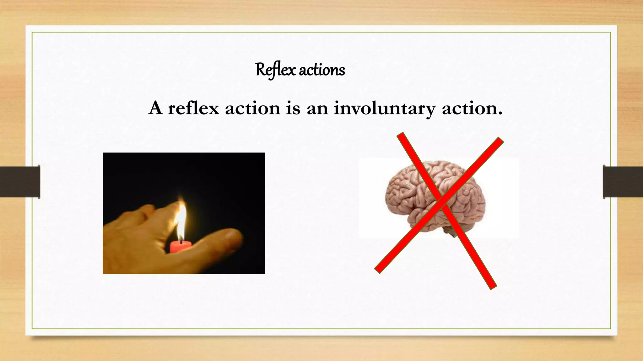 Nervous system - Class V | PPTX