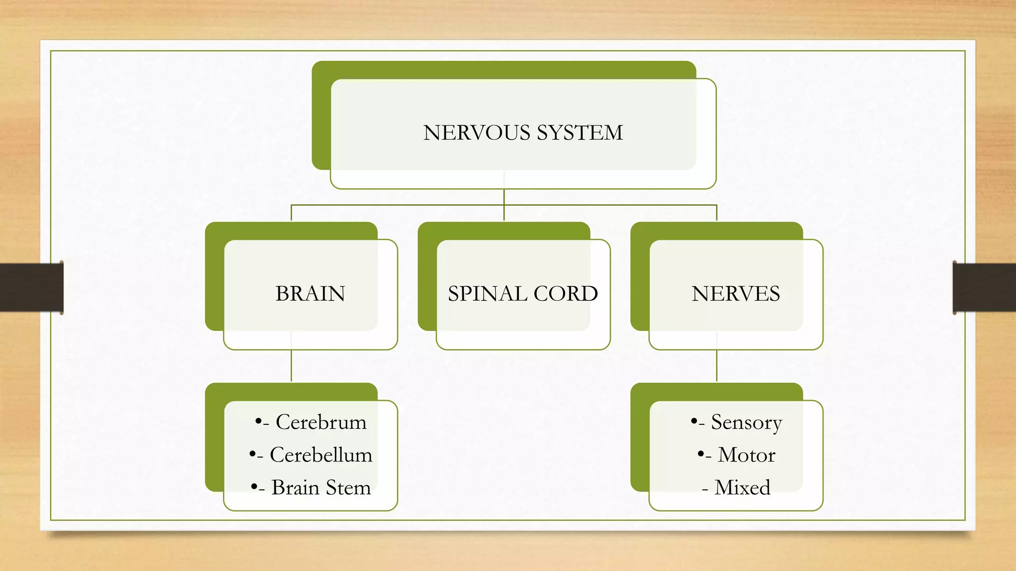 Nervous system - Class V | PPTX
