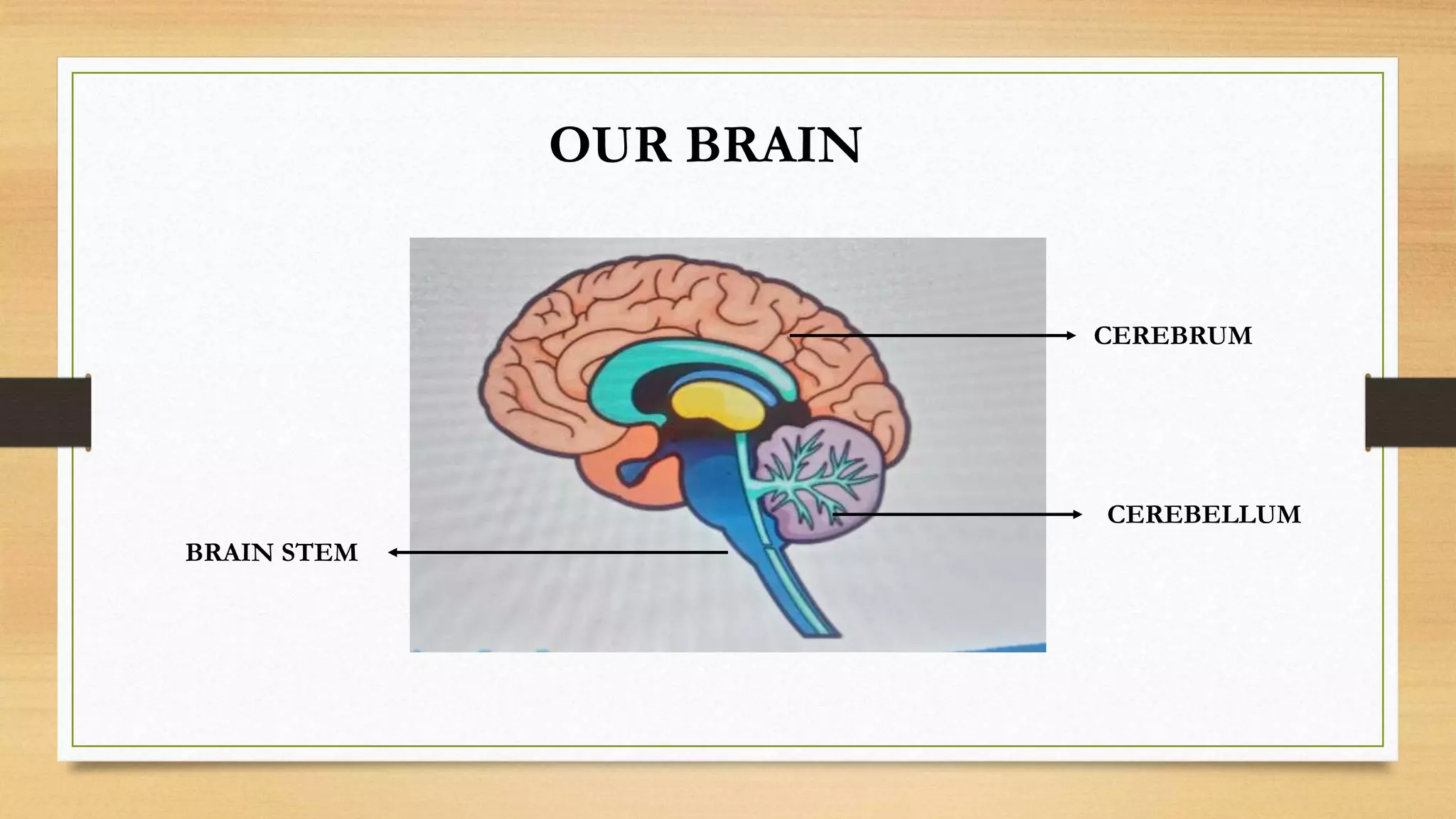 Nervous system - Class V | PPTX