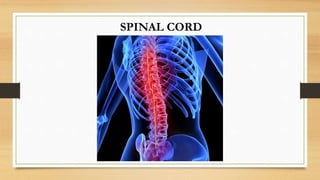 Nervous system - Class V | PPTX