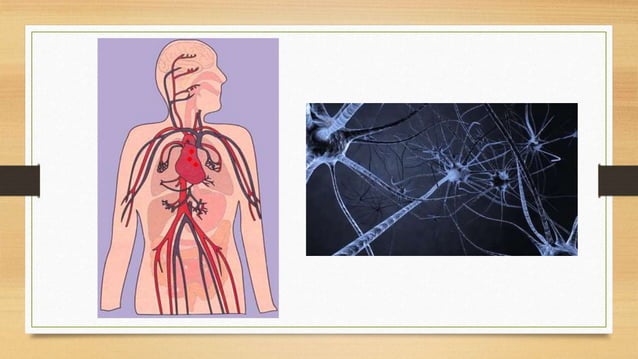 Nervous system - Class V | PPTX