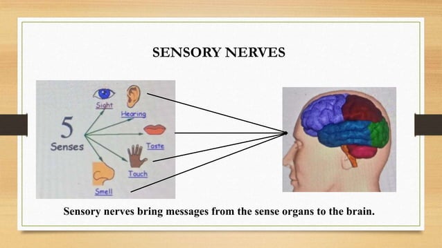 Nervous system - Class V | PPTX
