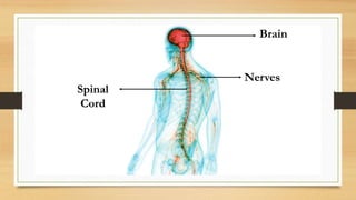 Nervous system - Class V | PPTX