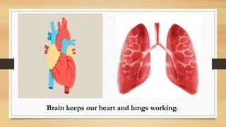 Nervous system - Class V | PPTX