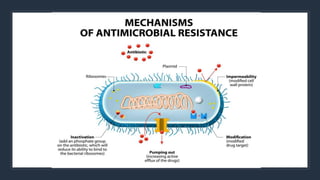 Cell wall Inhibitors - Antibiotic - Penicilin | PPT