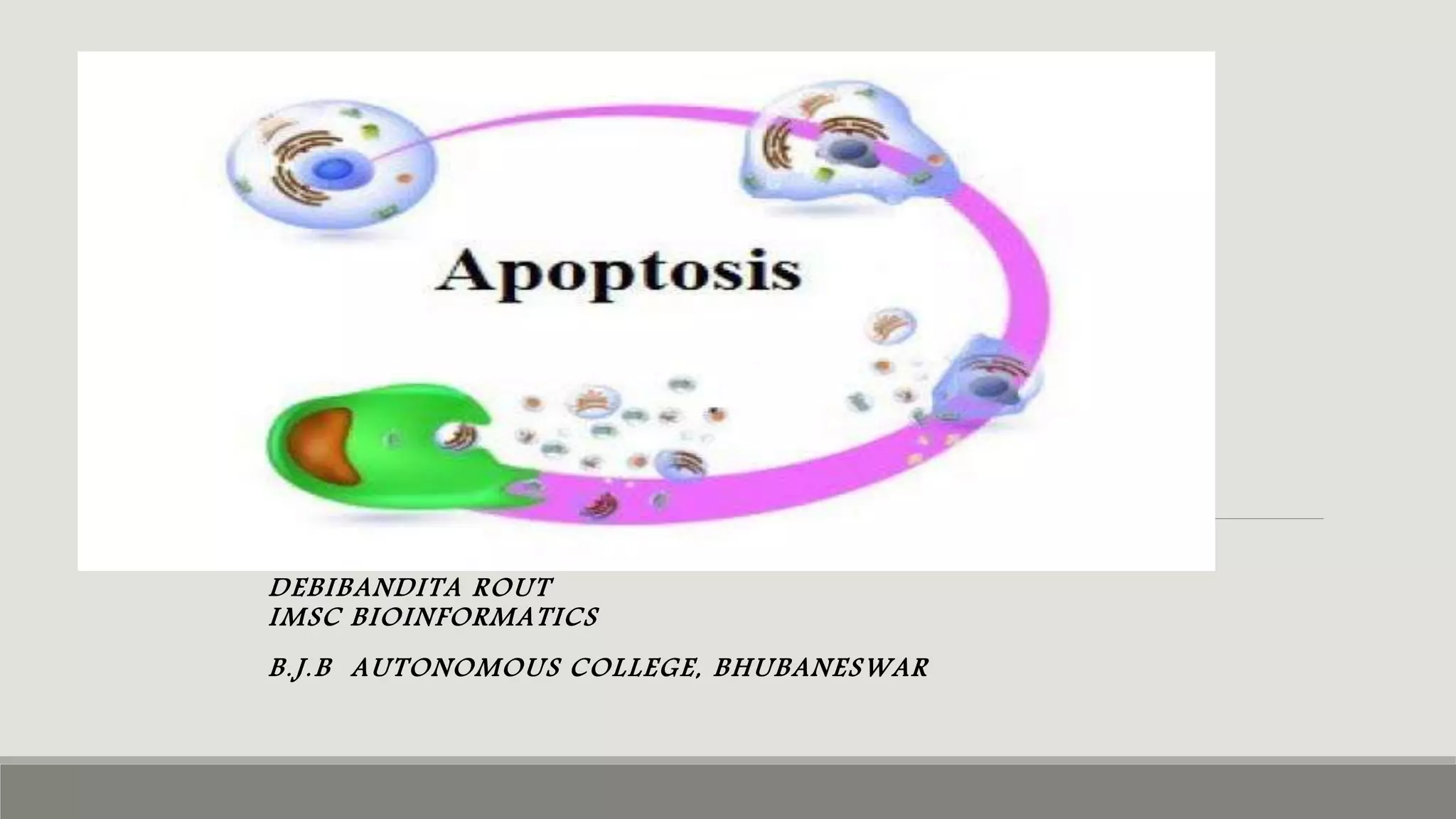 Apoptosis | PPT