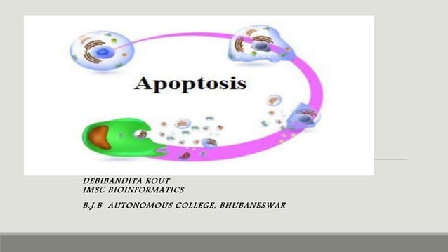 Apoptosis | PPT