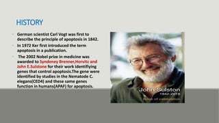 Apoptosis | PPT