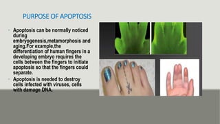 Apoptosis | PPT