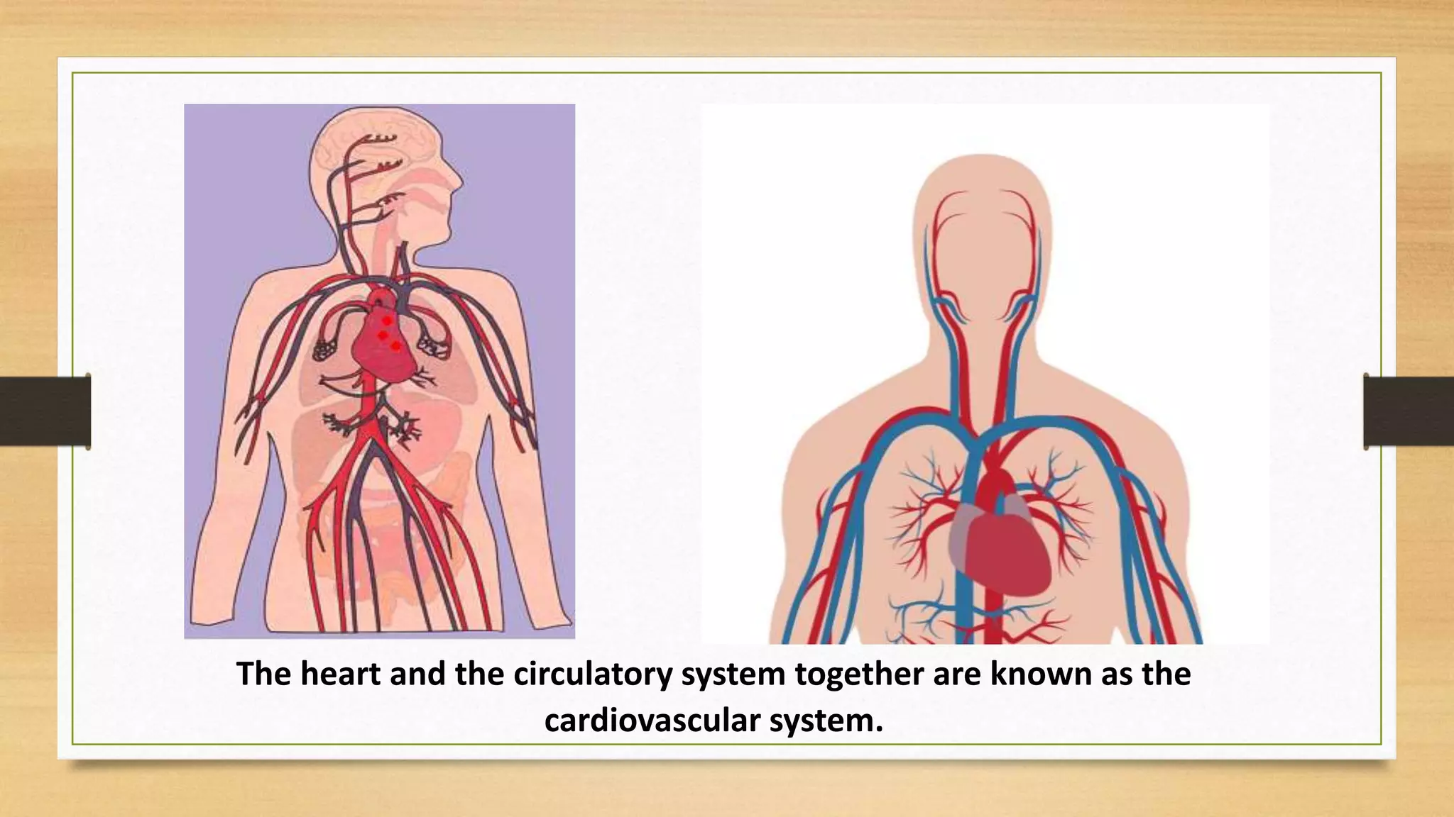 SCIENCE - CIRCULATORY SYSTEM (CLASS V - IGCSE) | PPTX | Heart and ...