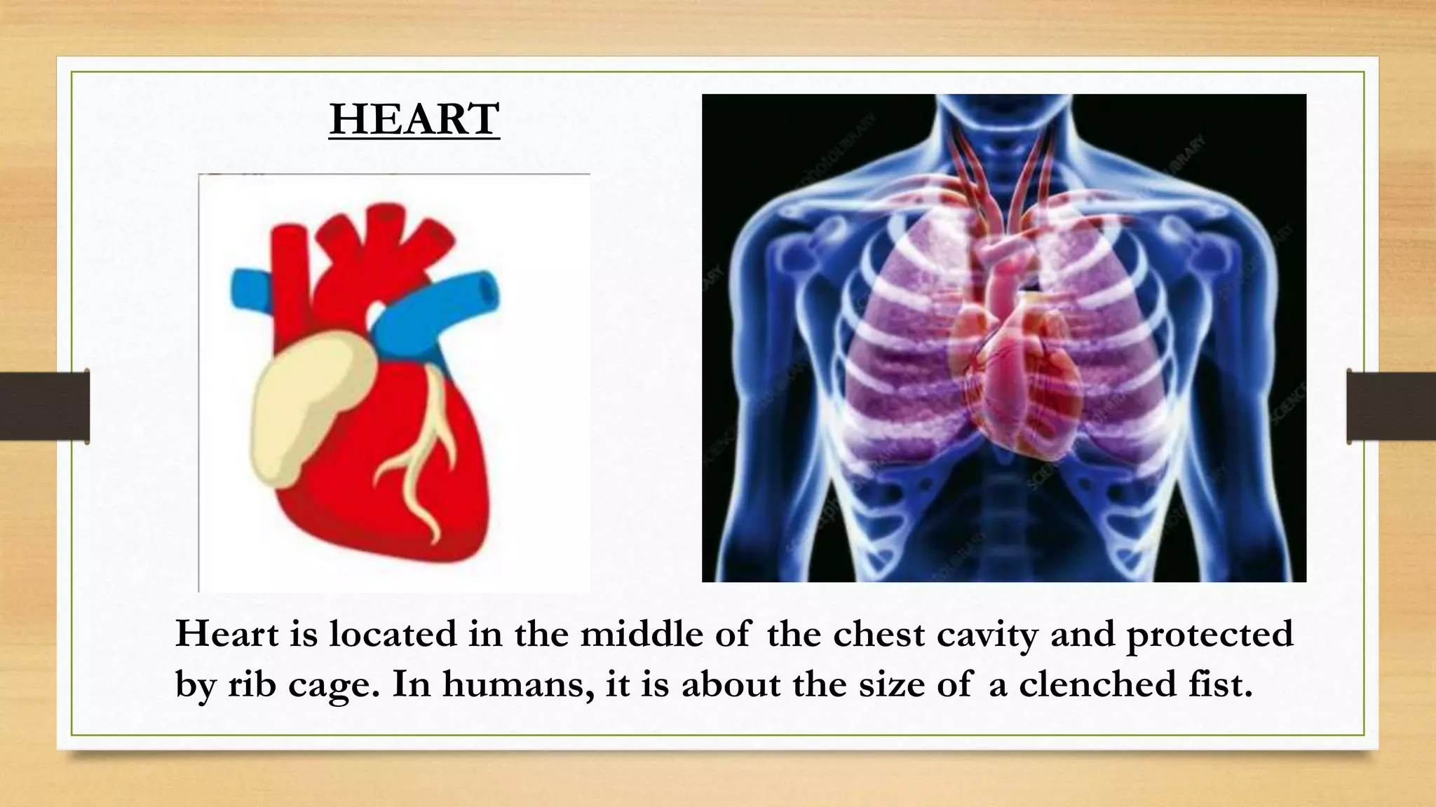 SCIENCE - CIRCULATORY SYSTEM (CLASS V - IGCSE) | PPTX