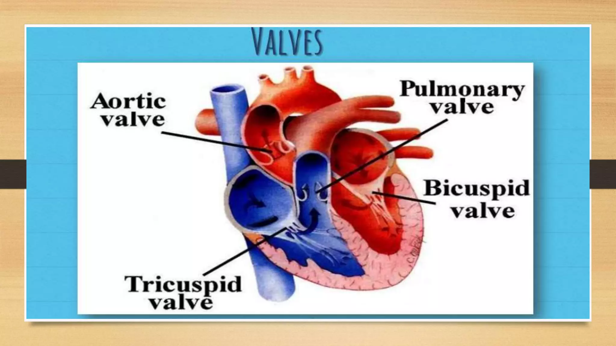 Science Circulatory System Class V Igcse Pptx Heart And Cardiovascular Diseases