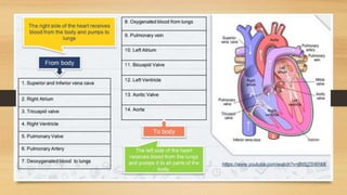 SCIENCE - CIRCULATORY SYSTEM (CLASS V - IGCSE) | PPTX