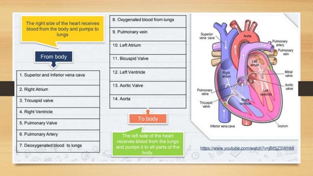 SCIENCE - CIRCULATORY SYSTEM (CLASS V - IGCSE) | PPTX | Heart and ...