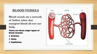 SCIENCE - CIRCULATORY SYSTEM (CLASS V - IGCSE) | PPTX