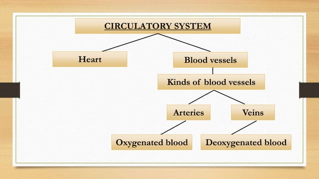 SCIENCE - CIRCULATORY SYSTEM (CLASS V - IGCSE) | PPTX | Heart and ...