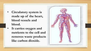 SCIENCE - CIRCULATORY SYSTEM (CLASS V - IGCSE) | PPTX