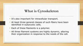 Cytoskeleton | PPTX | Biological Sciences | Science