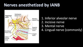 Inferior Alveolar Nerve Block | PPTX
